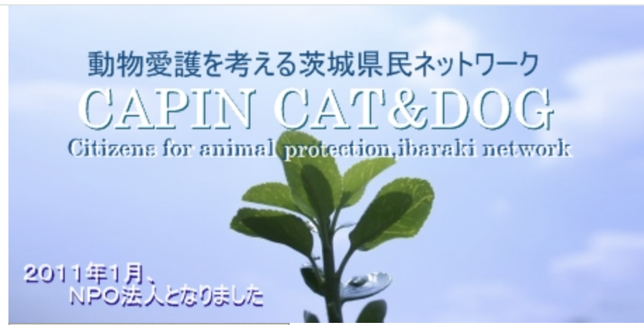 CAPIN｜わんデーmarche